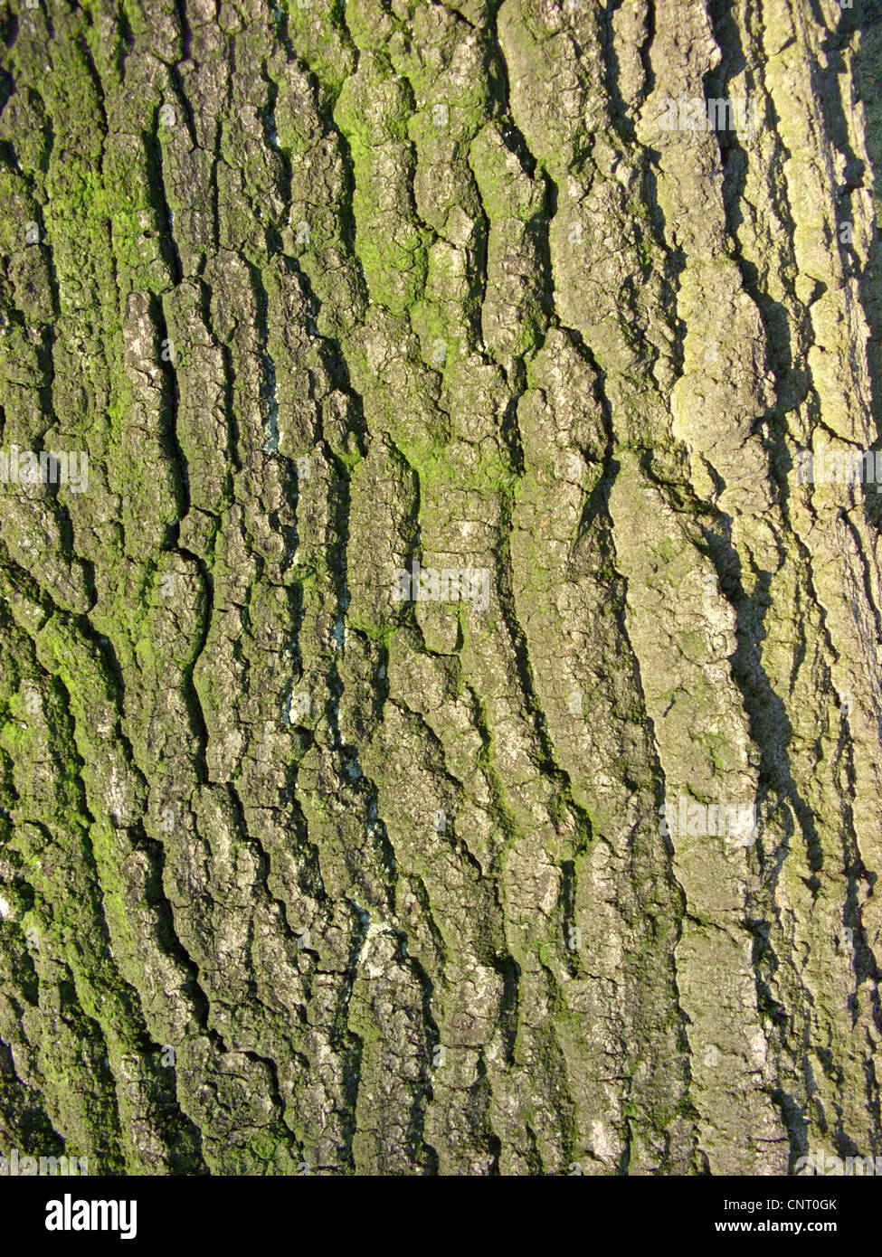 Turkey oak (Quercus cerris), bark Stock Photo - Alamy