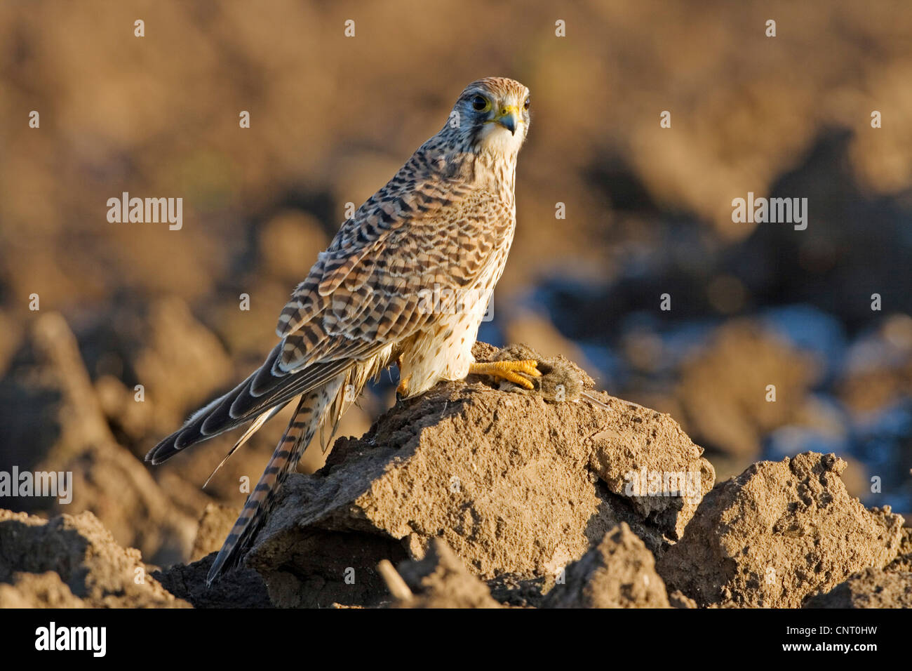 Back view kestrel hi-res stock photography and images - Alamy