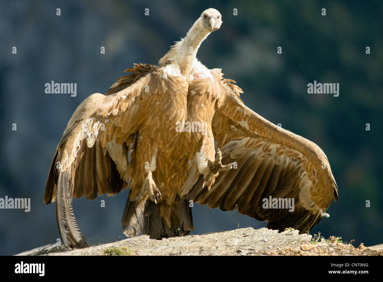 Vulture humor europe hi-res stock photography and images - Alamy
