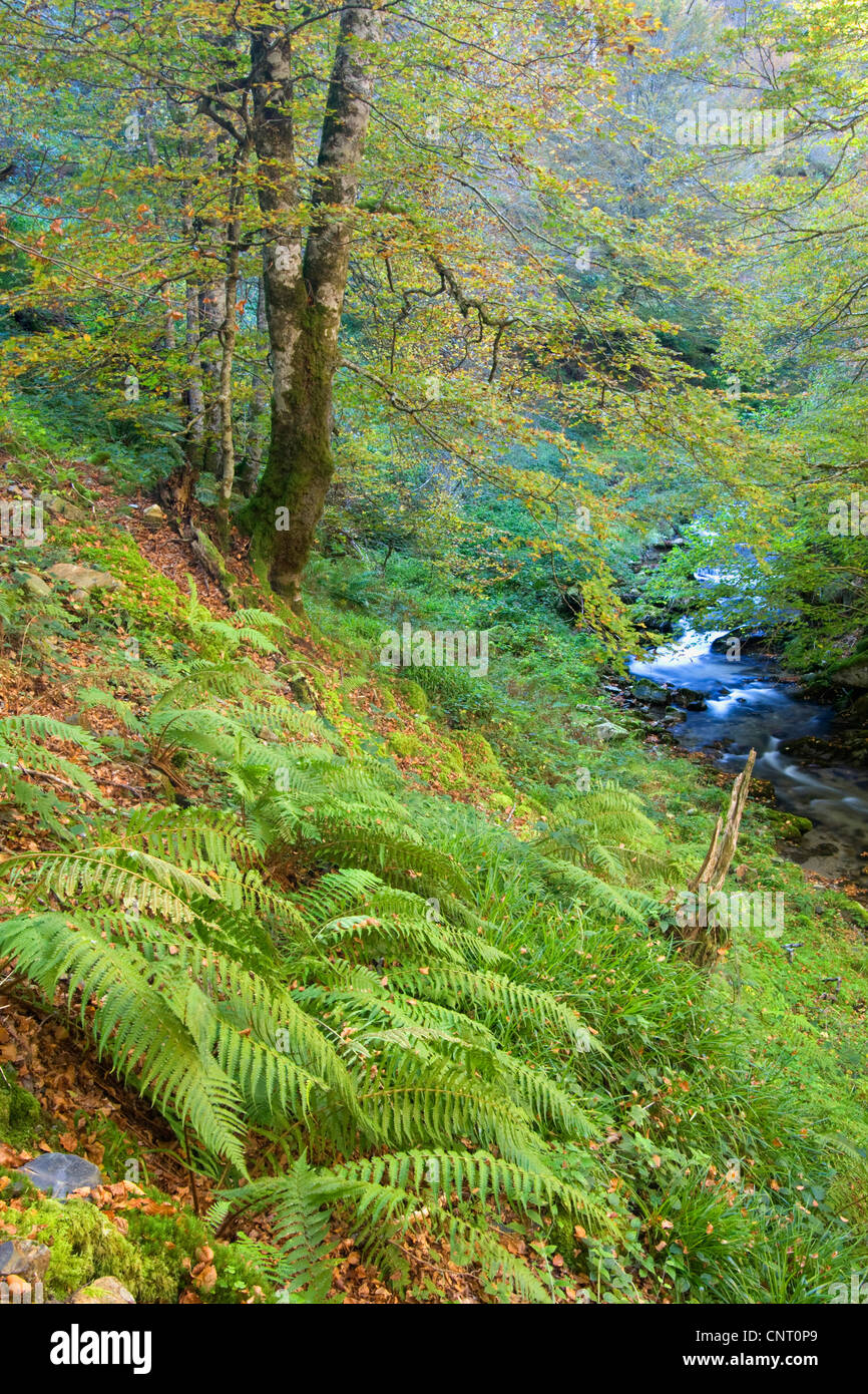 Autumn Selva de Irati fall beech jungle in Navarra Pyrenees of Spain ...
