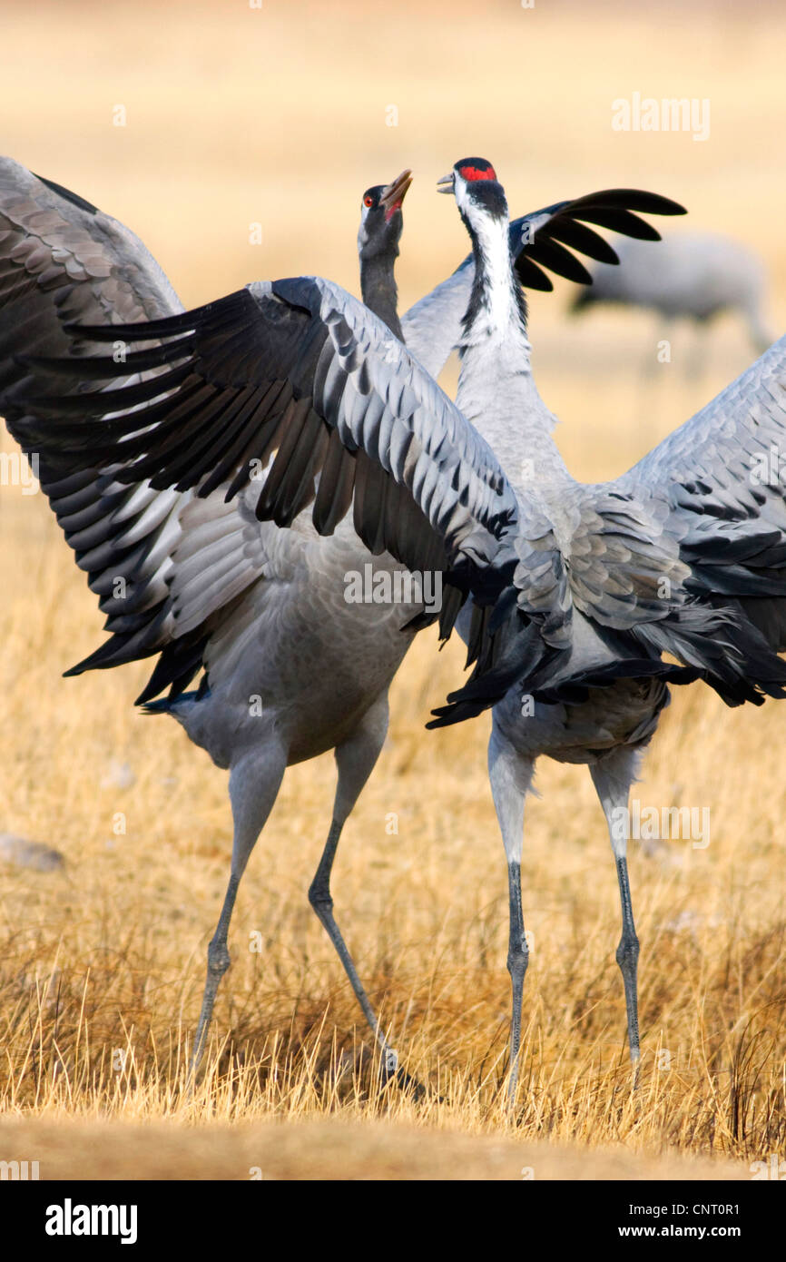 Crane Bird Fight High Resolution Stock Photography and Images - Alamy