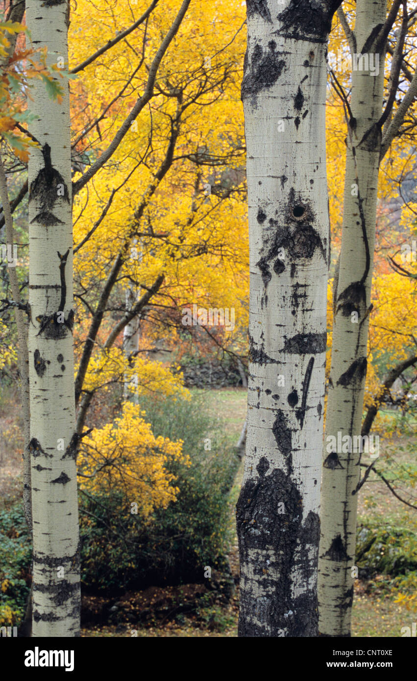 common birch, silver birch, European white birch, white birch (Betula ...