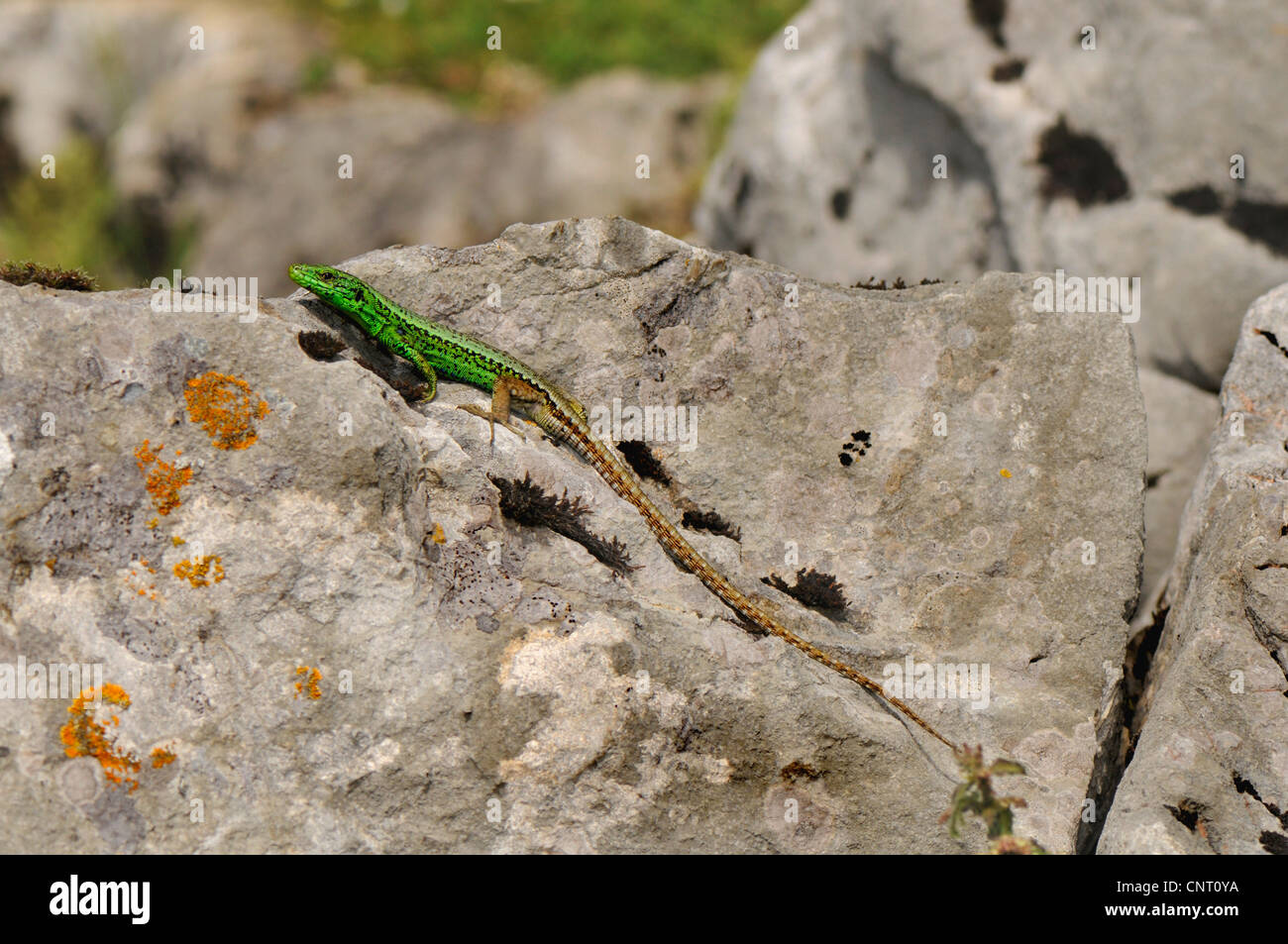 Iberian rock lizard (Lacerta monticola), sitting on stones, Spain ...