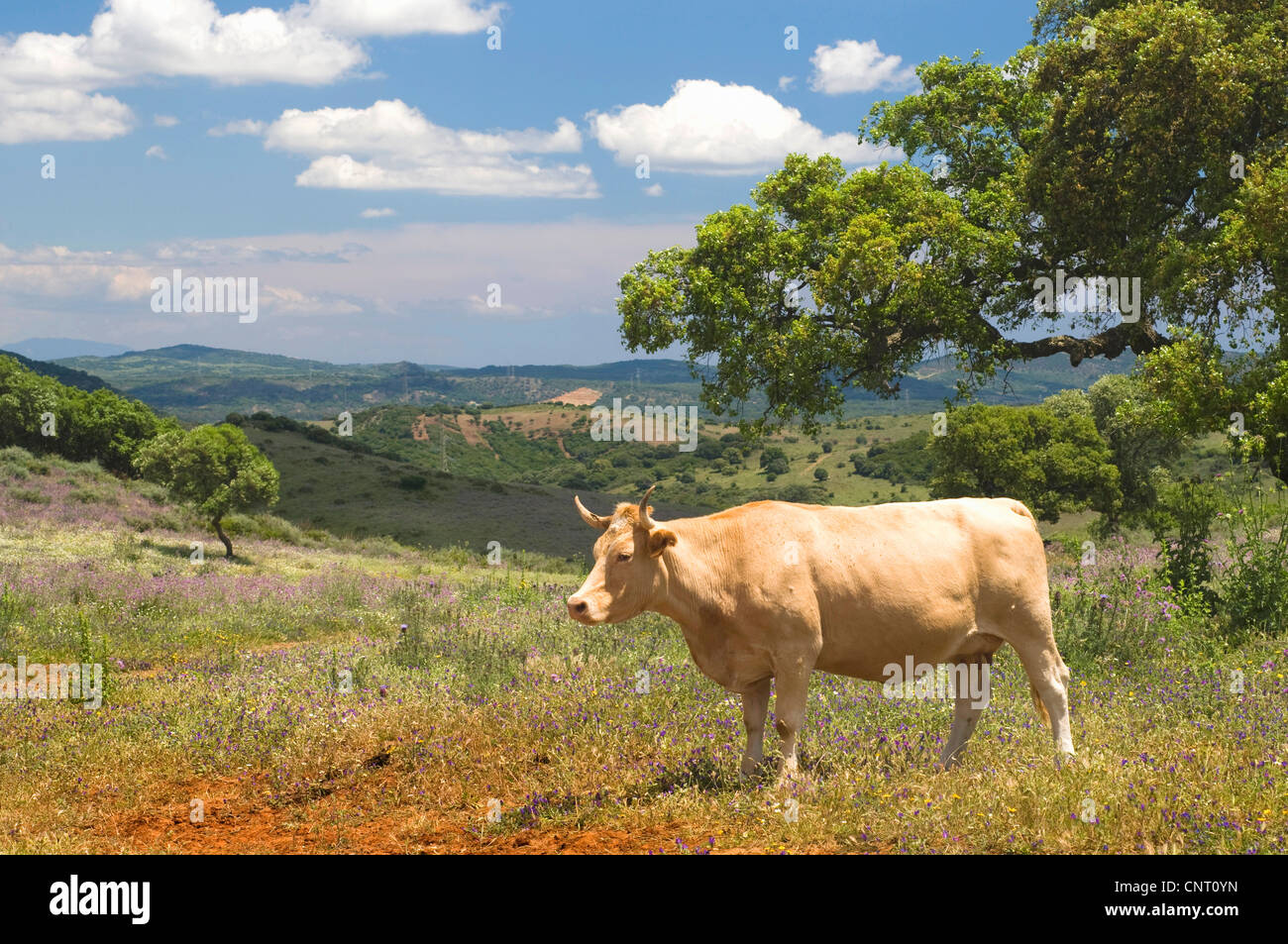 domestic cattle (Bos primigenius f. taurus), cow on dry meadow ...