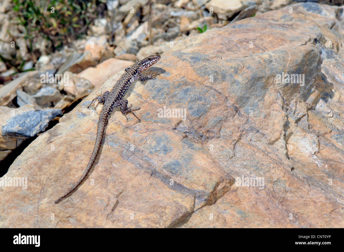 Catalonian wall lizard hi-res stock photography and images - Alamy