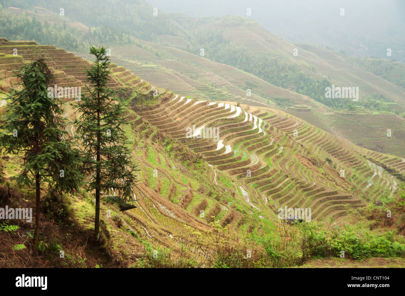 Terraced rice fields Stock Photo - Alamy