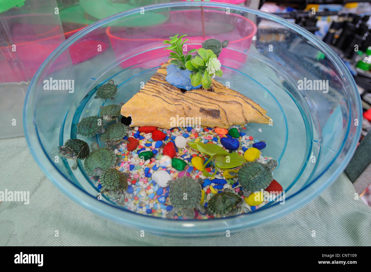 red-eared turtle, red-eared slider (Pseudemys scripta elegans ...