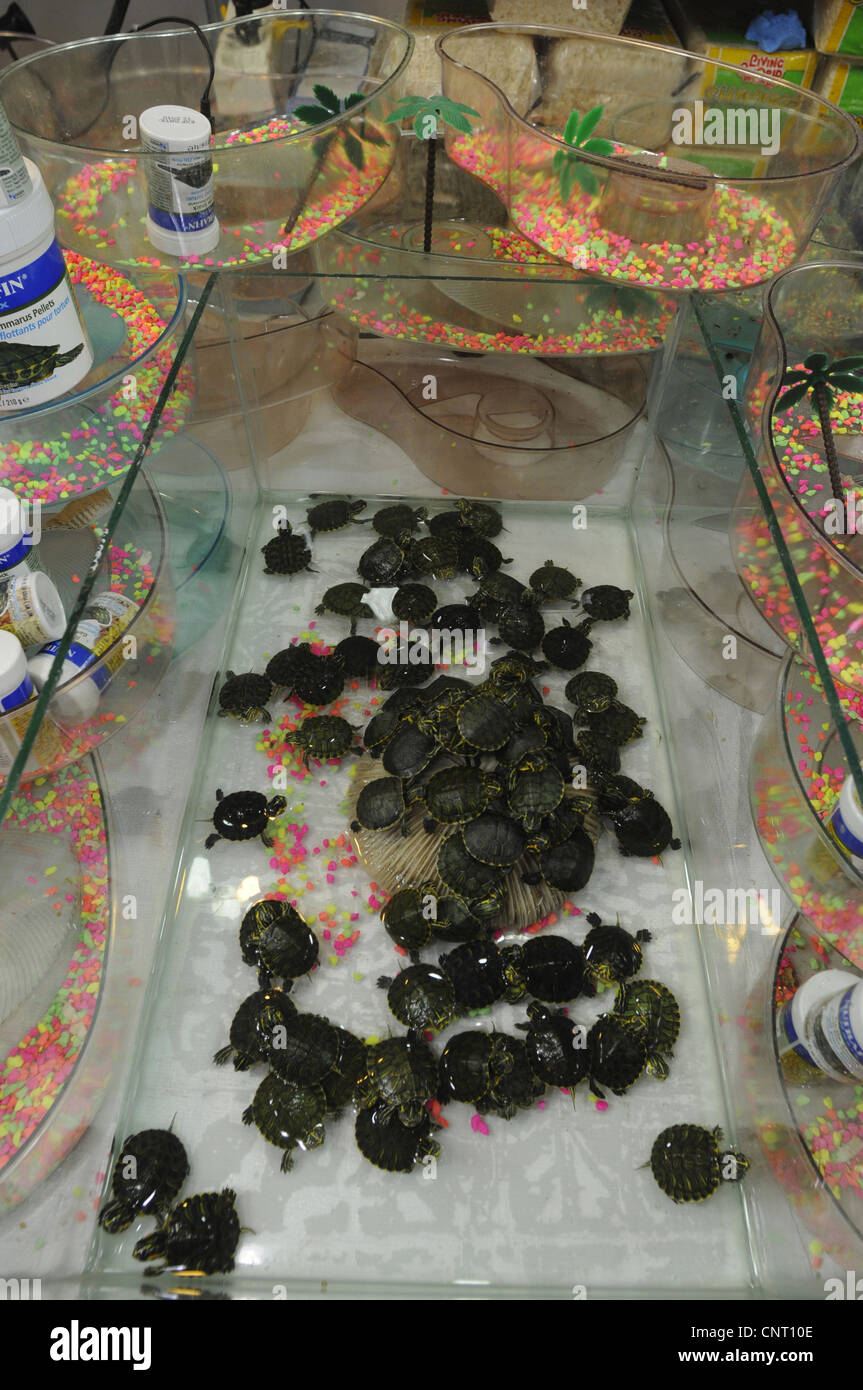 red-eared turtle, red-eared slider (Pseudemys scripta elegans ...