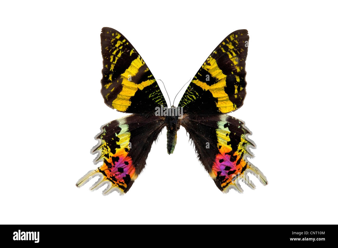 African sunset moth hi-res stock photography and images - Alamy