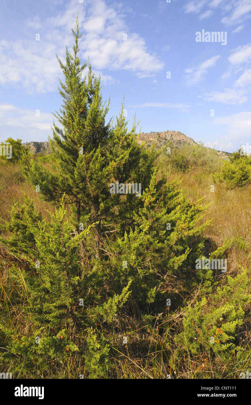 Phoenician juniper (Juniperus phoenicea), juniper in Greece, Greece ...