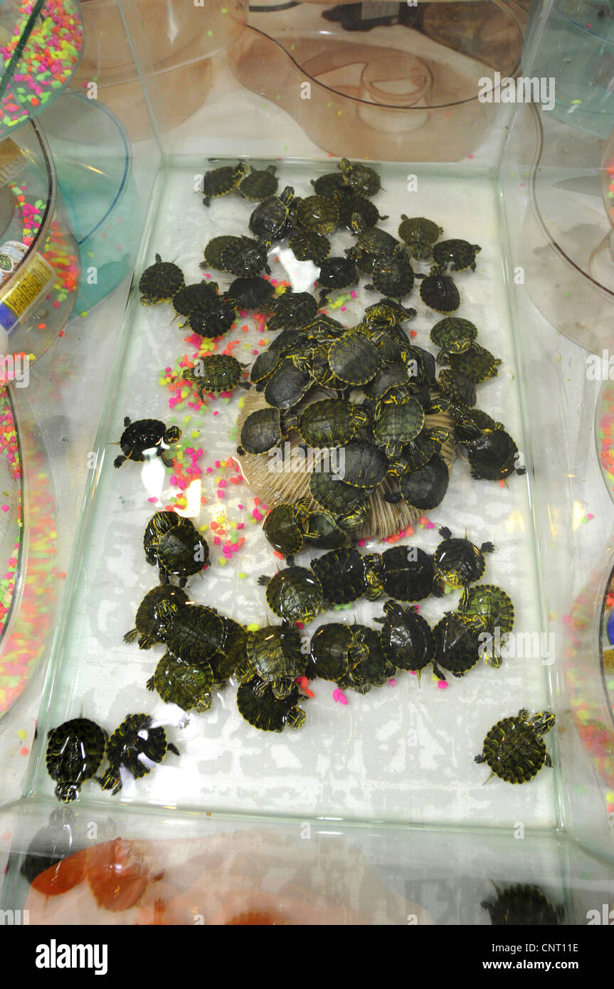 slider, common slider, pond slider, yellow-bellied turtle (Trachemys ...