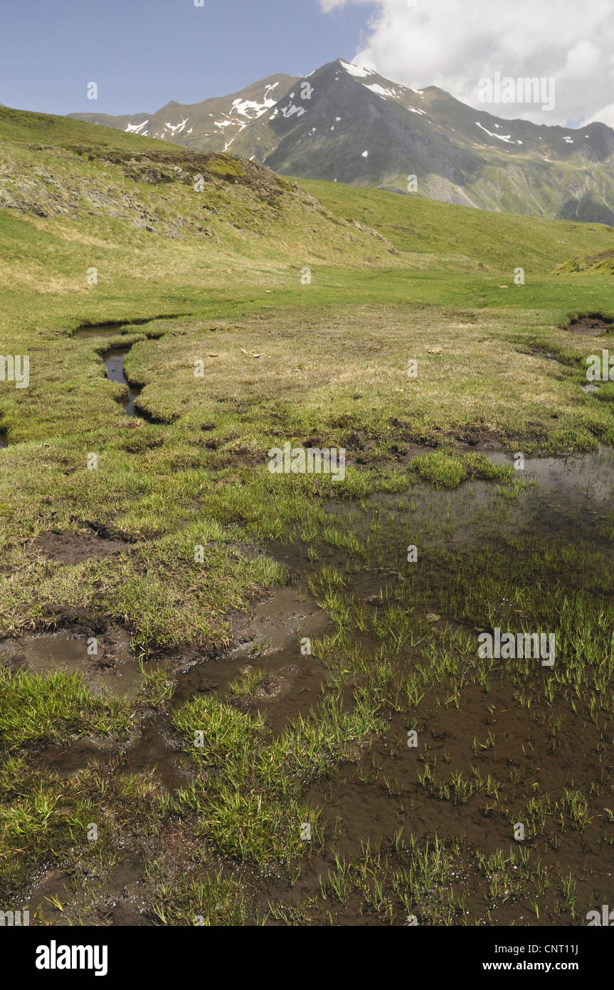 marsh meadow in the Aran Valley, Spain, Katalonia, Pyrenees Stock Photo ...