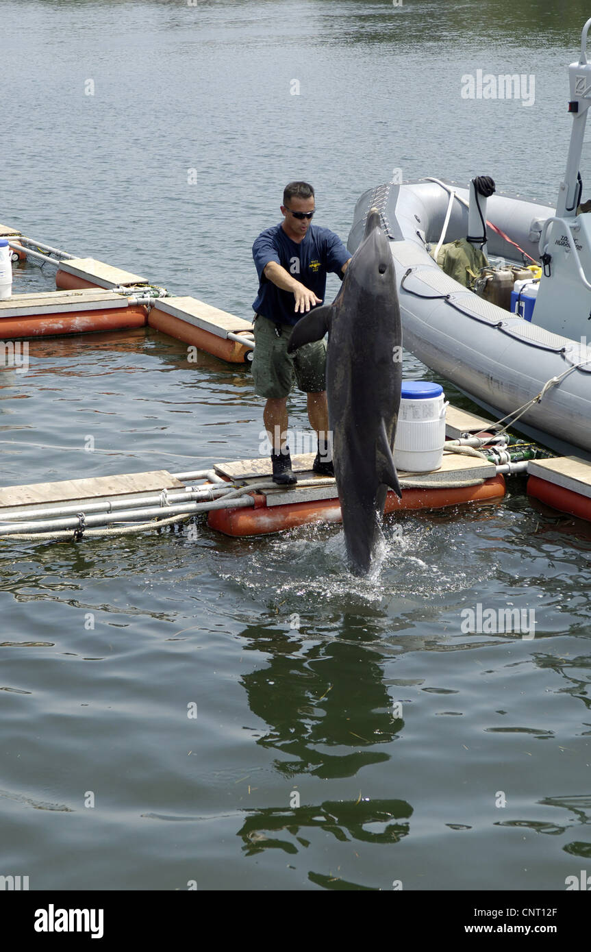 A member of the Naval Special Clearance Team One works with a Navy ...