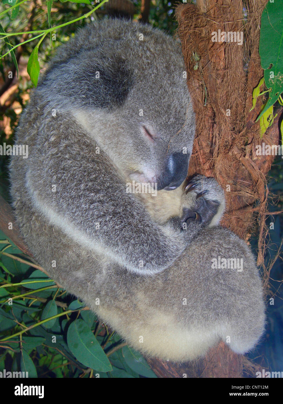 Koala hi-res stock photography and images - Alamy