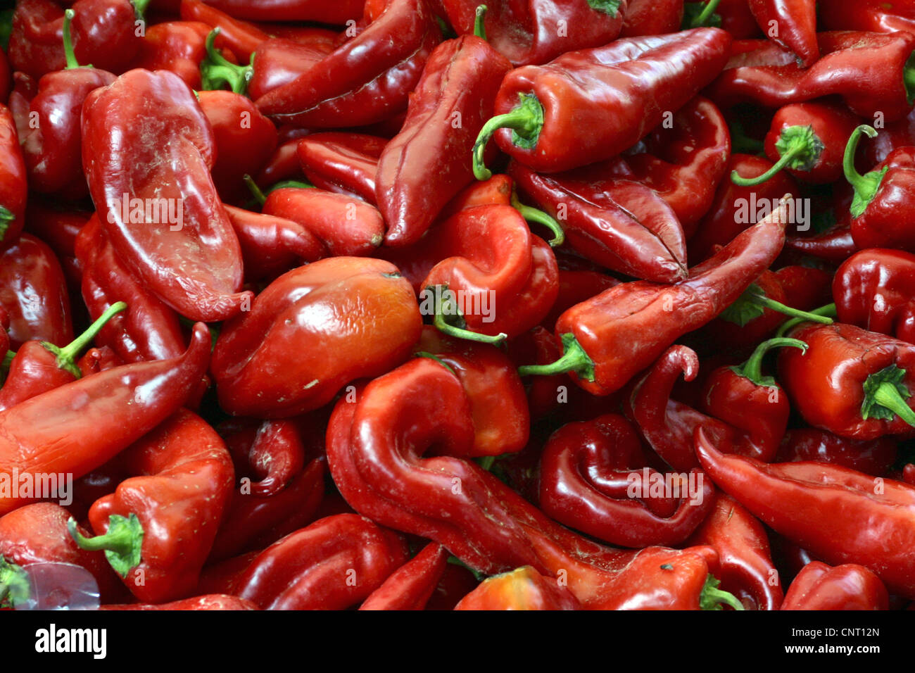 chili pepper, paprika (Capsicum annuum), many fruits Stock Photo - Alamy