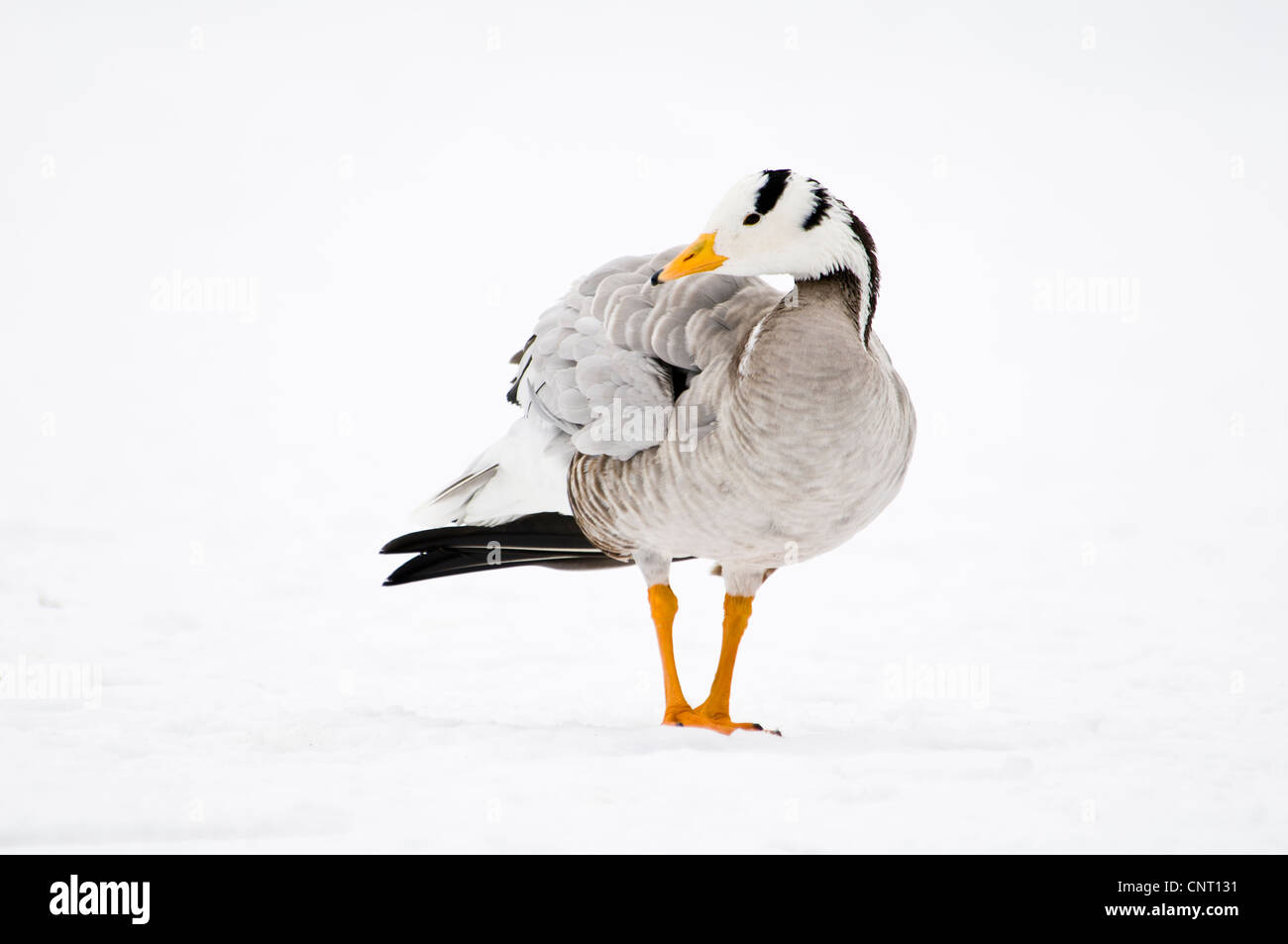 The bar headed goose hi-res stock photography and images - Alamy