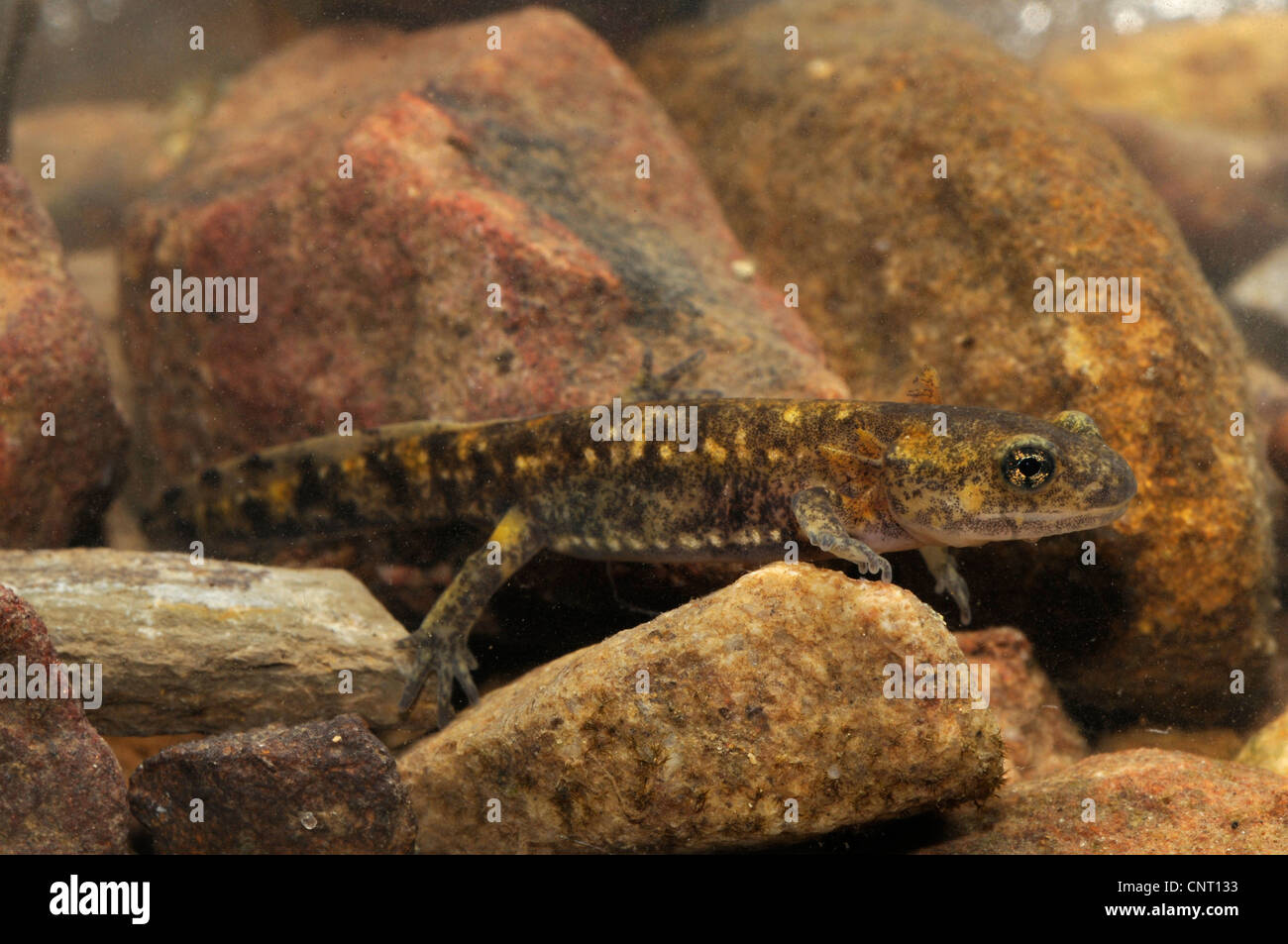 Spanish salamanders hi-res stock photography and images - Alamy