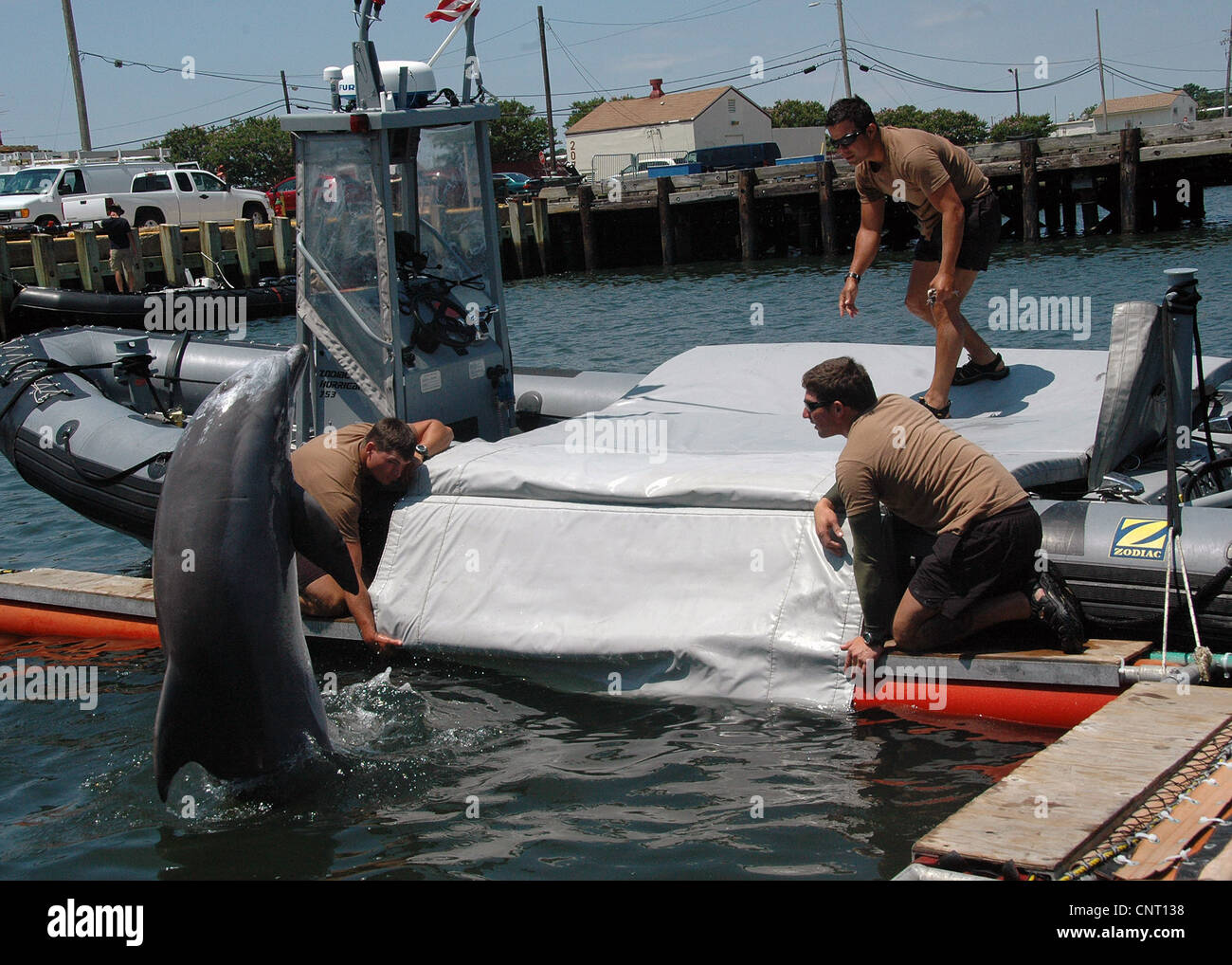 Navy marine mammal program hi-res stock photography and images - Alamy