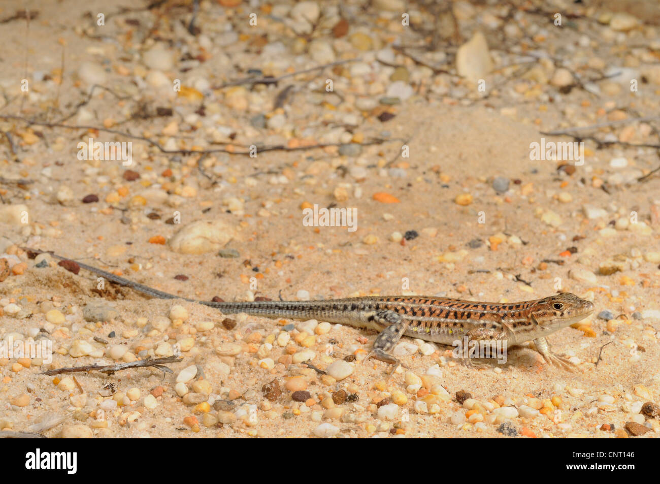 spiny-footed lizard, fringe-fingered lizard (Acanthodactylus erythrurus ...
