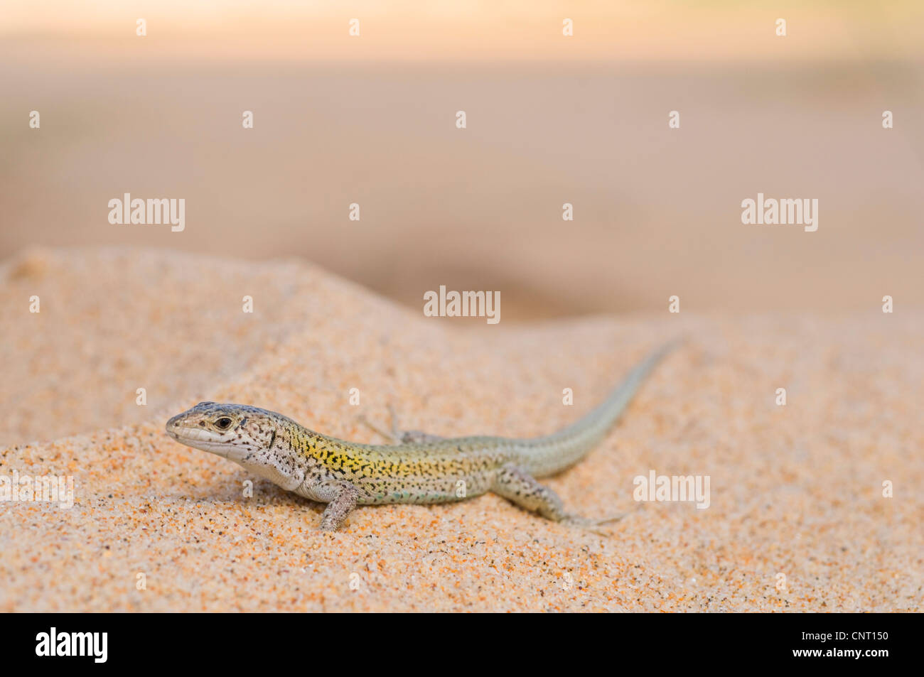 Lizard portugal hi-res stock photography and images - Alamy