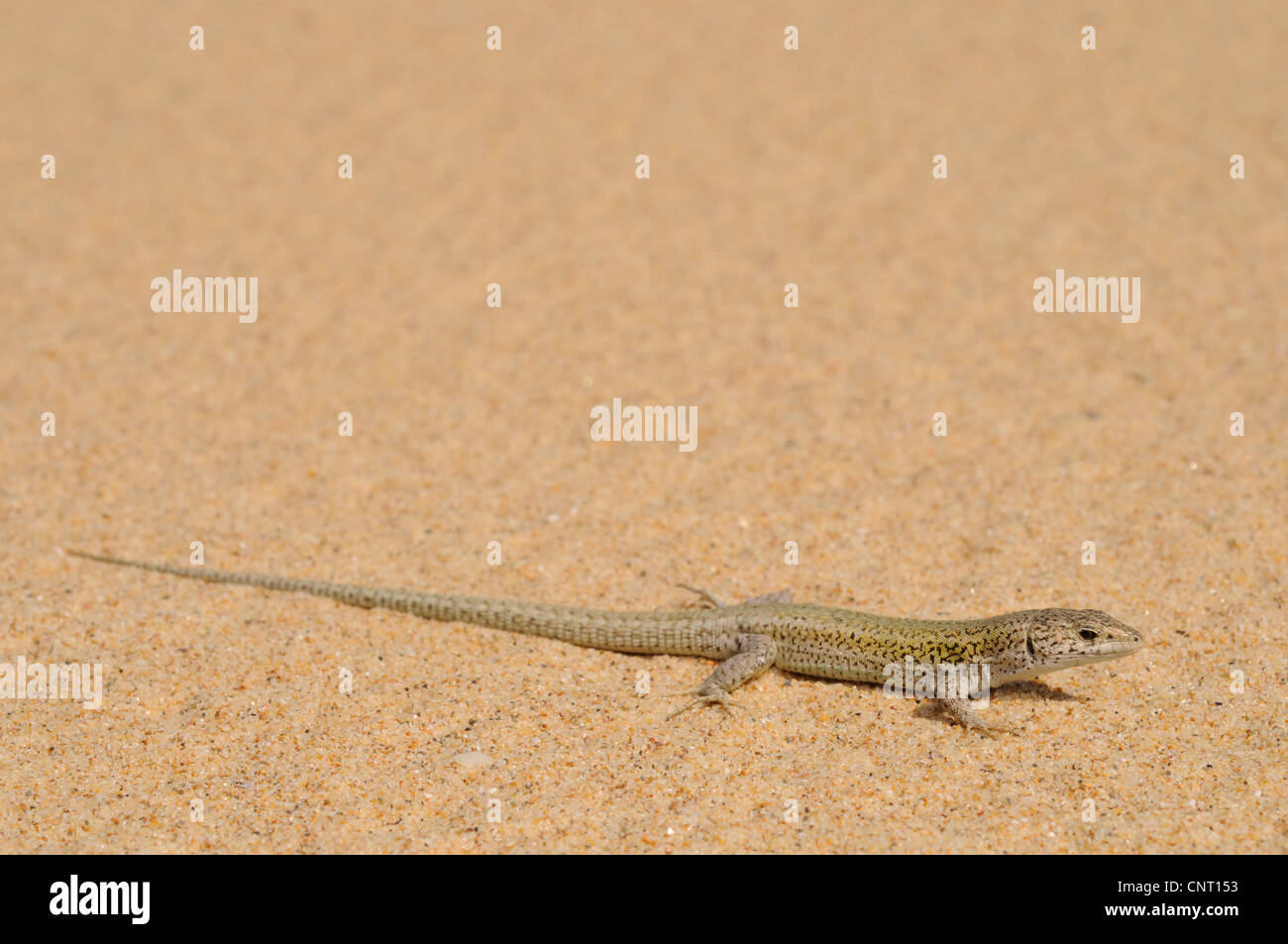 Carbonell's Wall Lizard (Podarcis carbonelli), on a sand dune, Portugal ...
