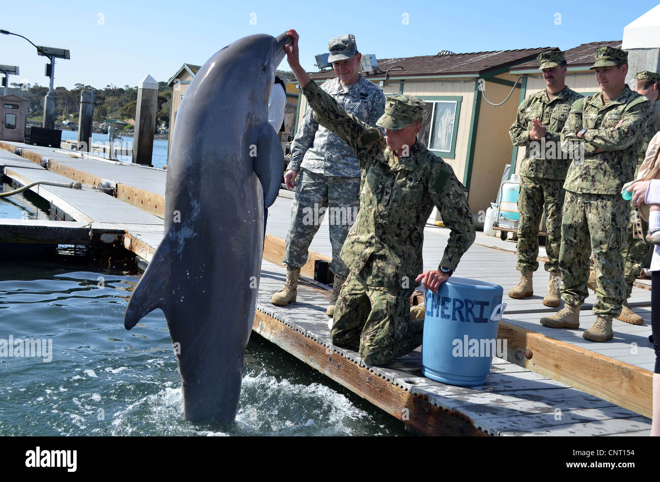 Navy marine mammal program hi-res stock photography and images - Alamy