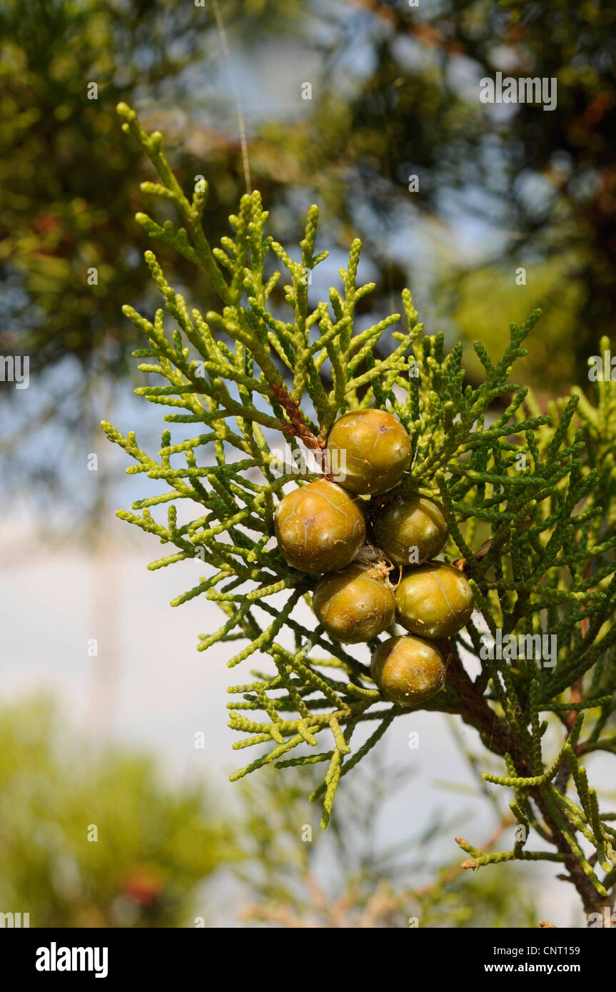 Phoenician juniper (Juniperus phoenicea), imature cones, Greece ...