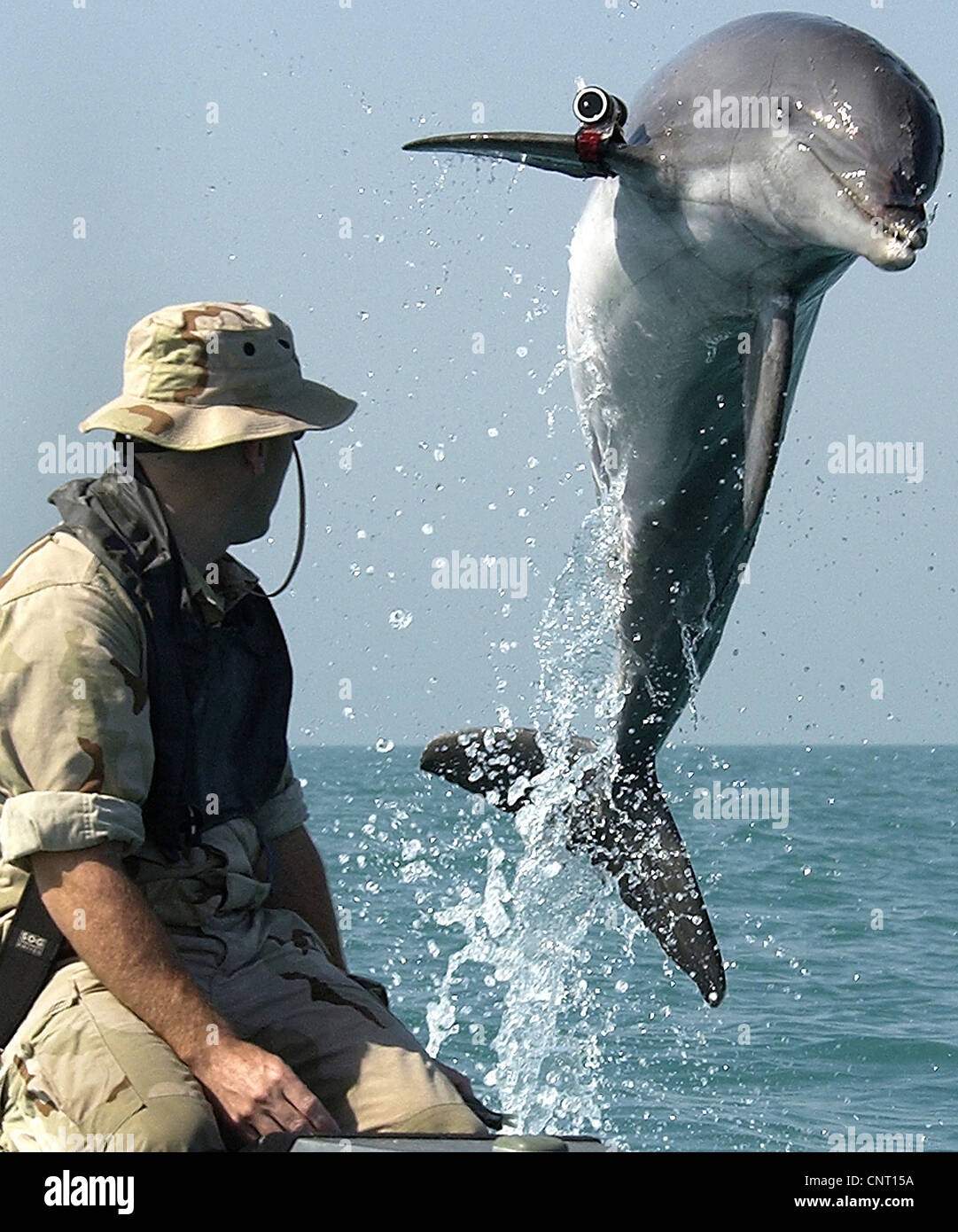 Bottle Nose Dolphins Stock Photos & Bottle Nose Dolphins Stock Images ...