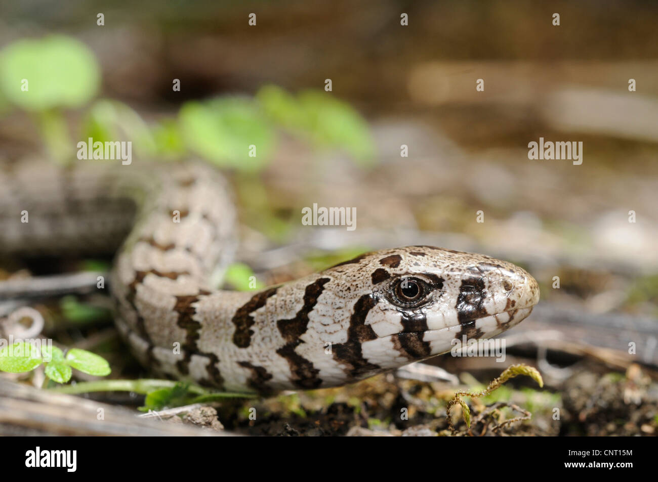 European glass lizard, armored glass lizard, Balkan Glass lizard ...