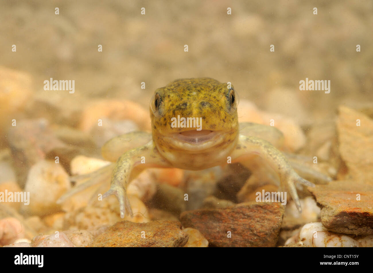 Spadefoot tadpole hi-res stock photography and images - Alamy Spadefoot tadpole hi-res stock photography and images - Alamy