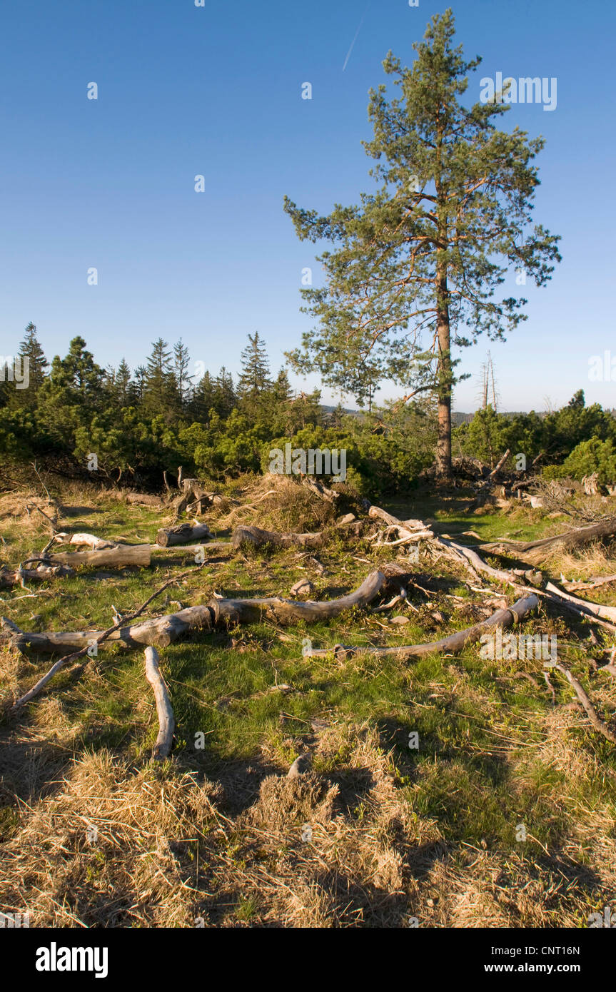 Untouched coniferous forest in hi-res stock photography and images - Alamy