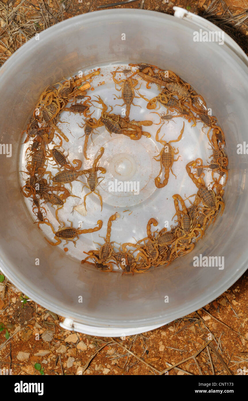 Collected scorpions in a bucket hi-res stock photography and images - Alamy