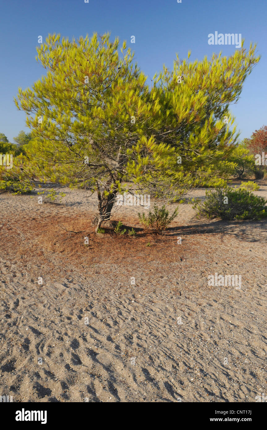umbrella pine (Pinus pinea), pine near Lake Kaiaffa, tracks of goats in ...