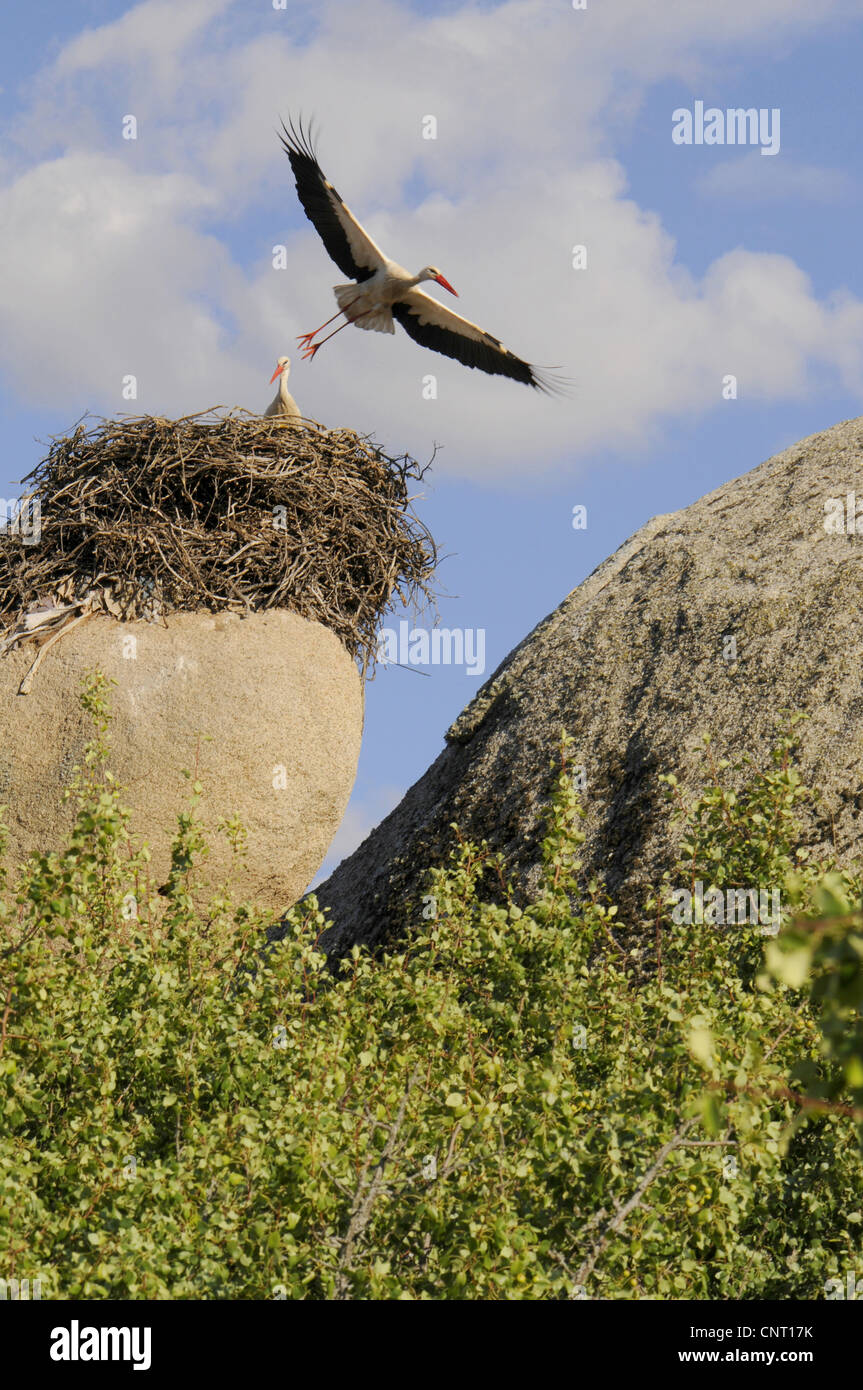 white stork (Ciconia ciconia), flying stork with nest on rock, Spain ...