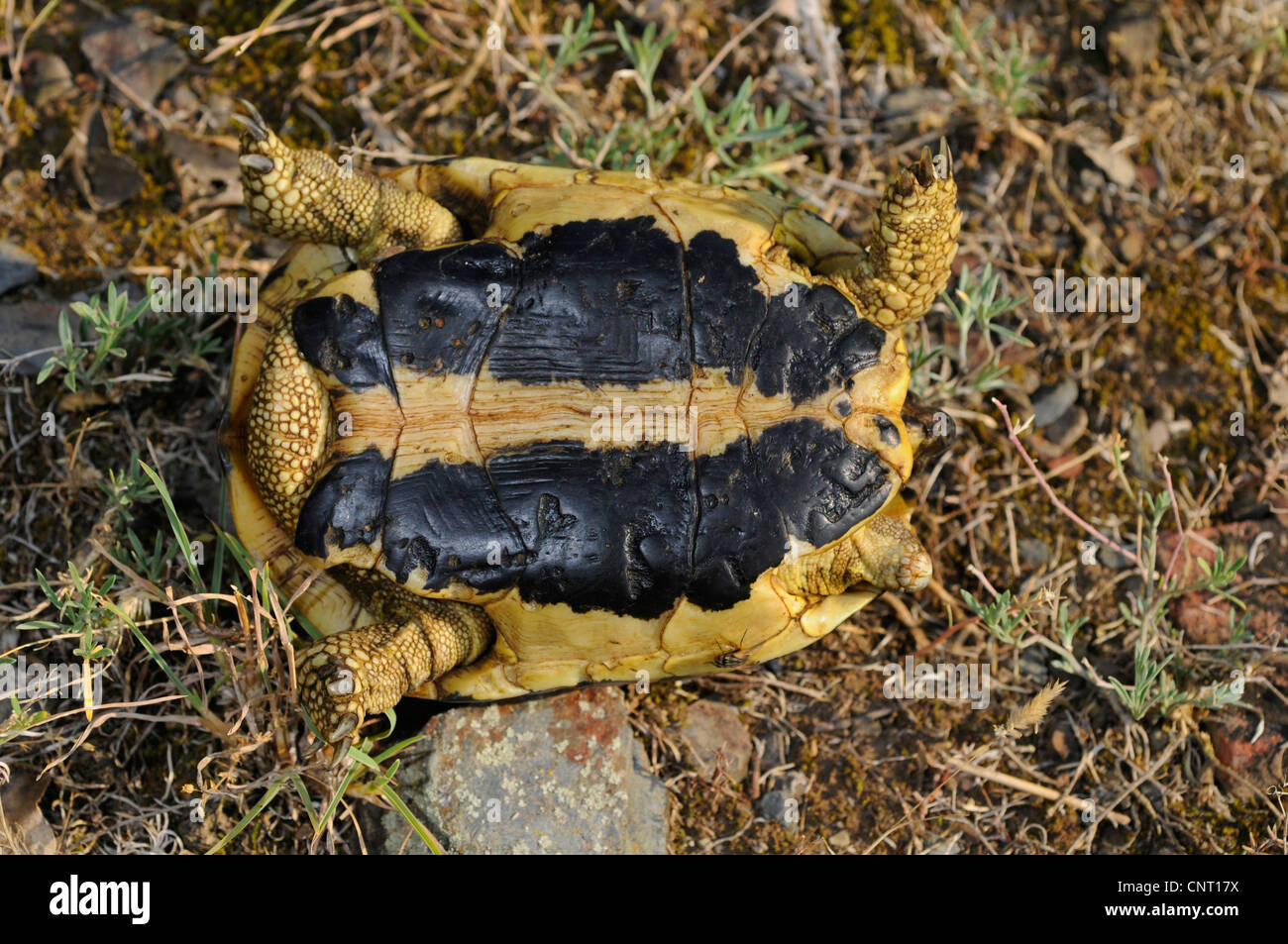 Hermann's tortoise, Greek tortoise (Testudo hermanni), supine position ...