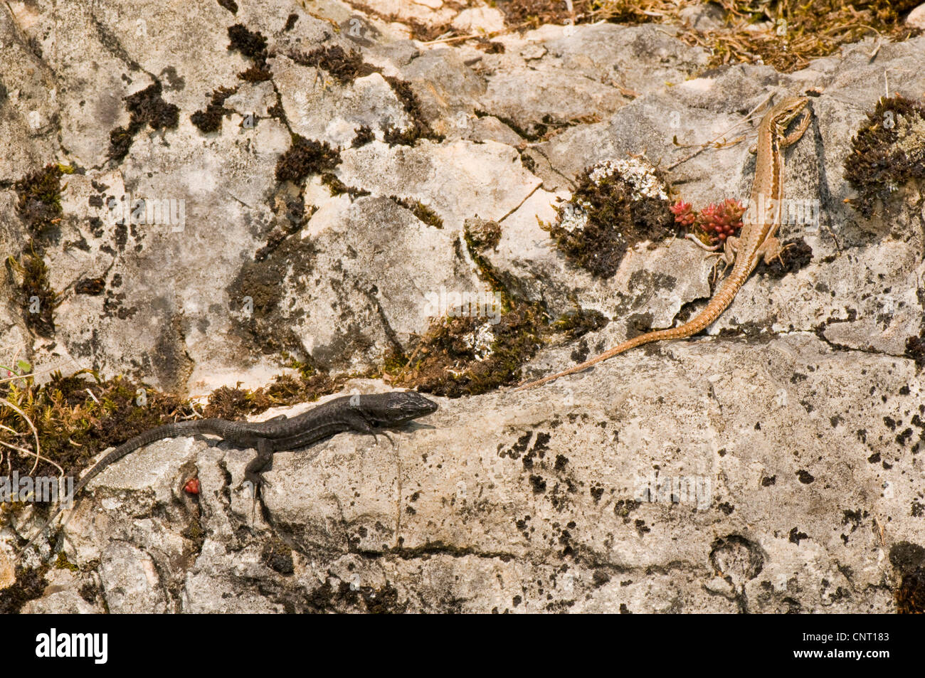 common wall lizard (Lacerta muralis, Podarcis muralis), melanistic male ...