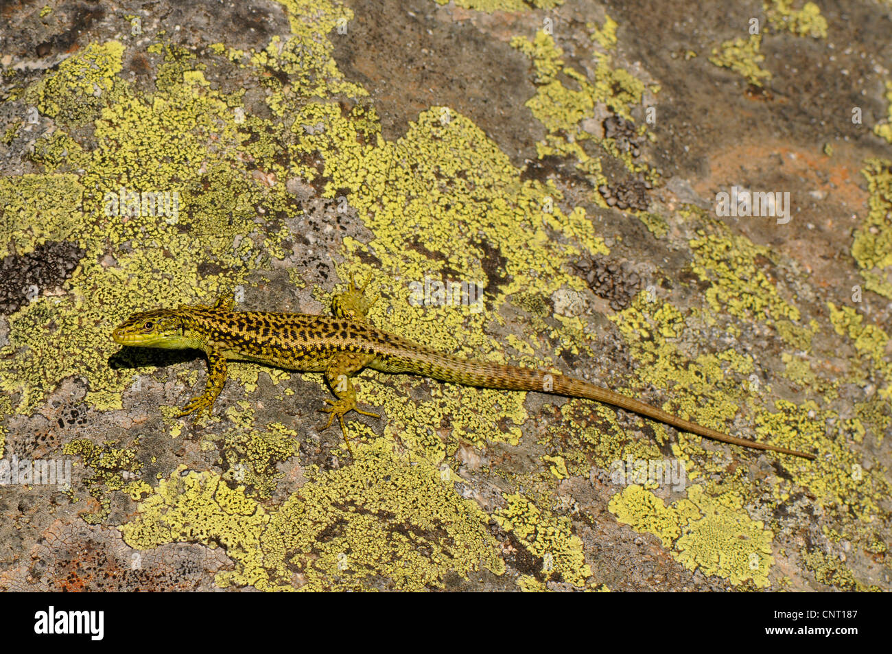 Carpetane rock lizard iberolacerta cyreni hi-res stock photography and ...