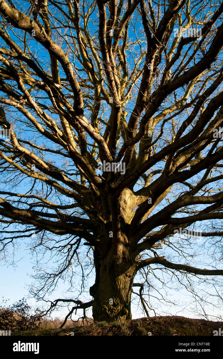 An Oak Tree Quercus Robur Bare Of Leaves In Brandon Marsh Nature
