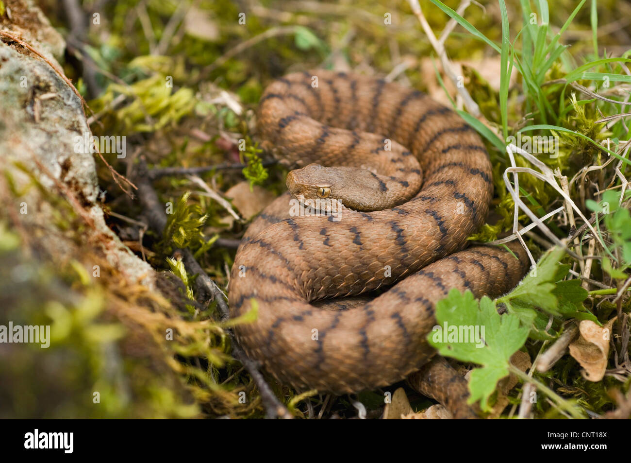 asp viper, aspic viper (Vipera aspis), in habitat, Switzerland, Jura ...
