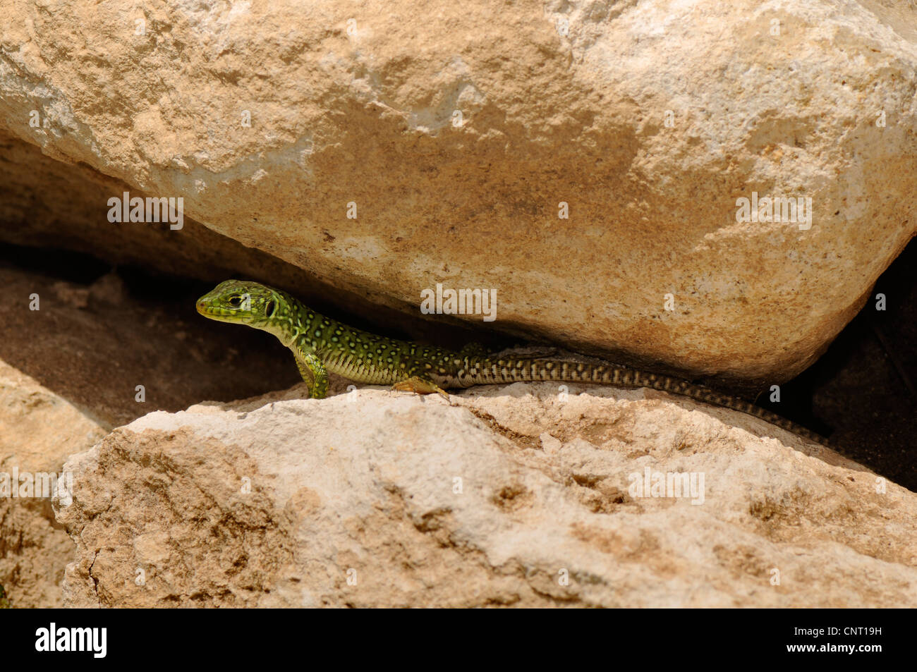 Andalusia wall lizard hi-res stock photography and images - Alamy