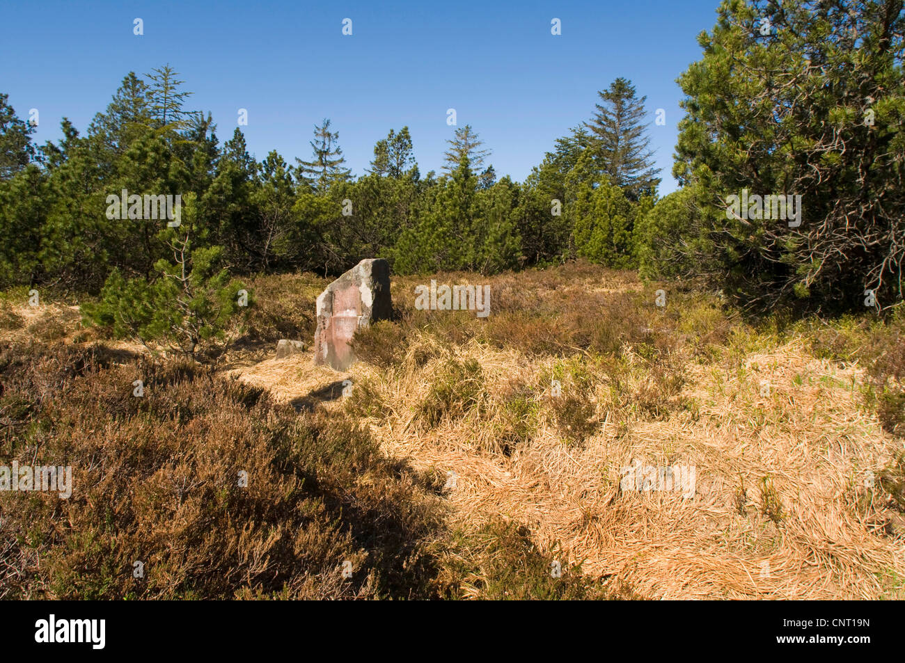adder, common viper, common European viper, common viper (Vipera berus ...