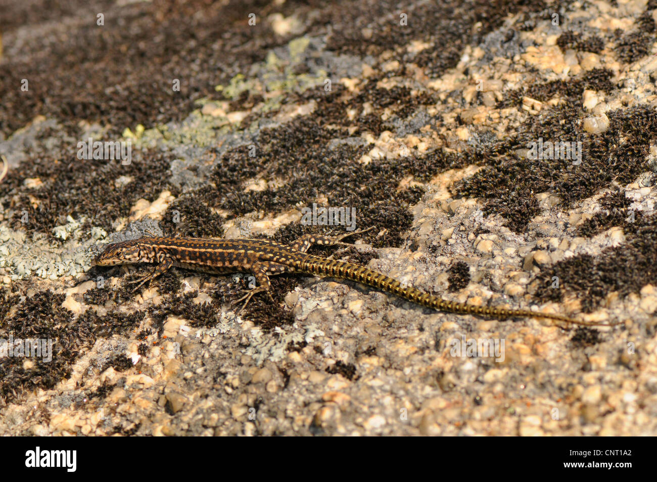 Iberian wall lizard (Podarcis hispanicus. Podarcis hispanica, Lacerta ...