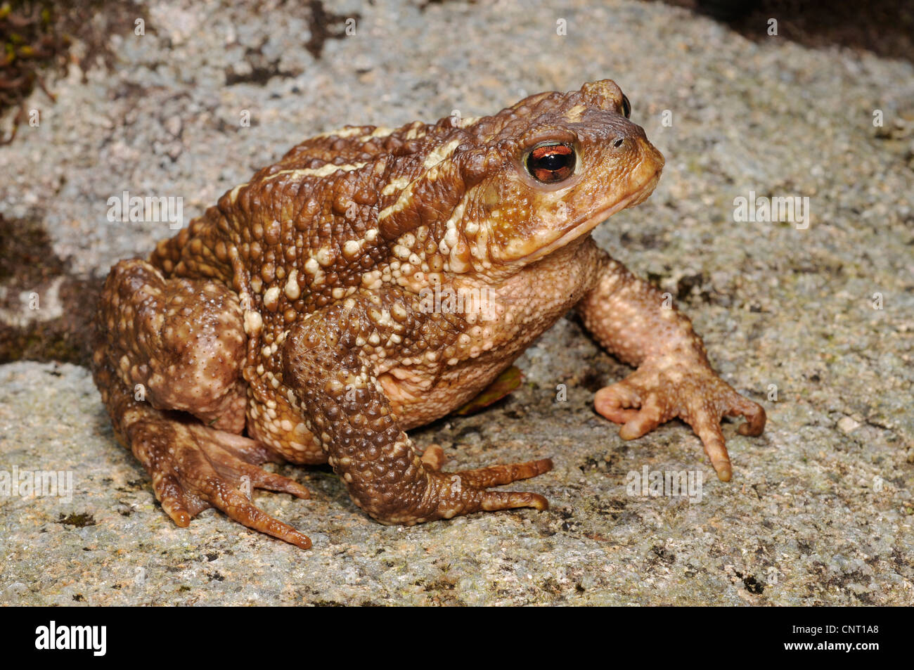 European common toad (Bufo bufo spinosus), female on stone, Portugal ...