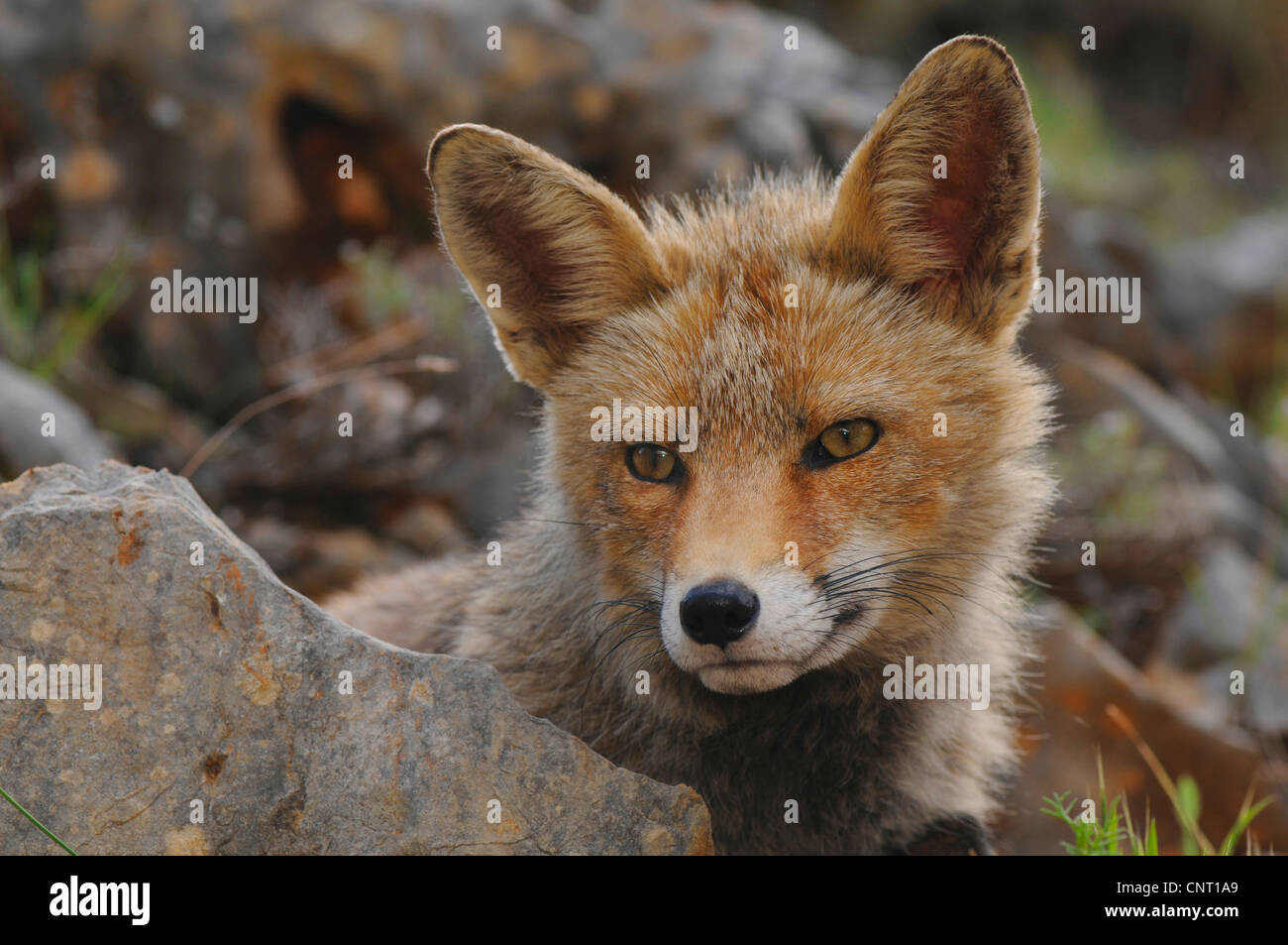 red fox (Vulpes vulpes), portrait, Spain, Andalusia, Naturpark Sierra ...