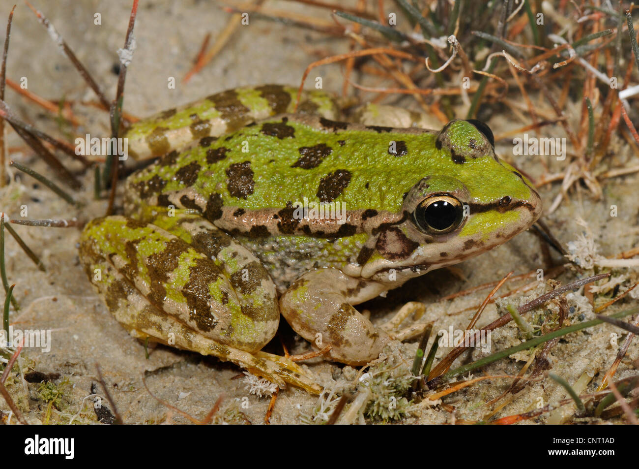 Cretean waterfrog (Pelophylax cretensis, Rana cretensis), portrait ...