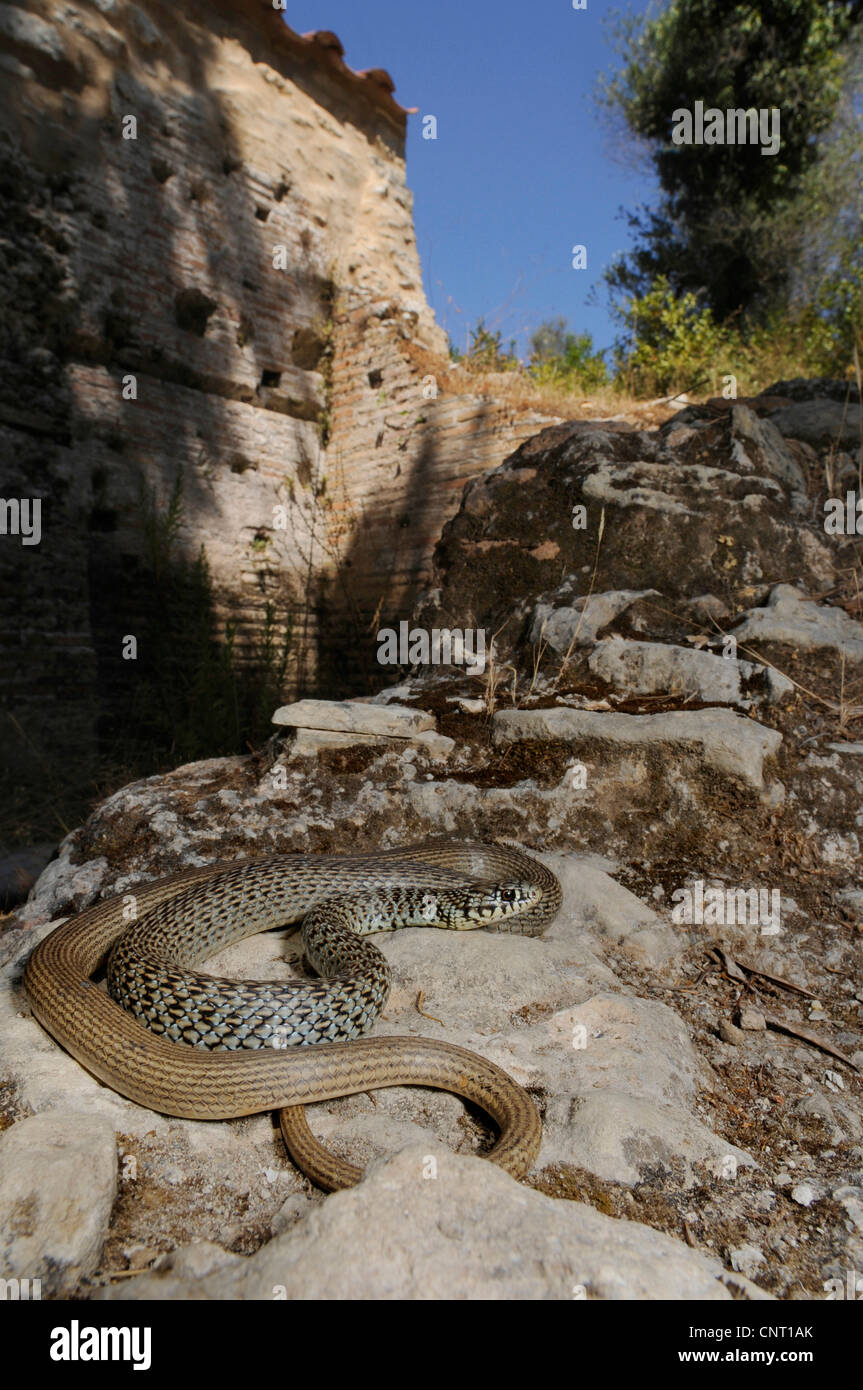 Snakes of the greek islands hi-res stock photography and images - Alamy
