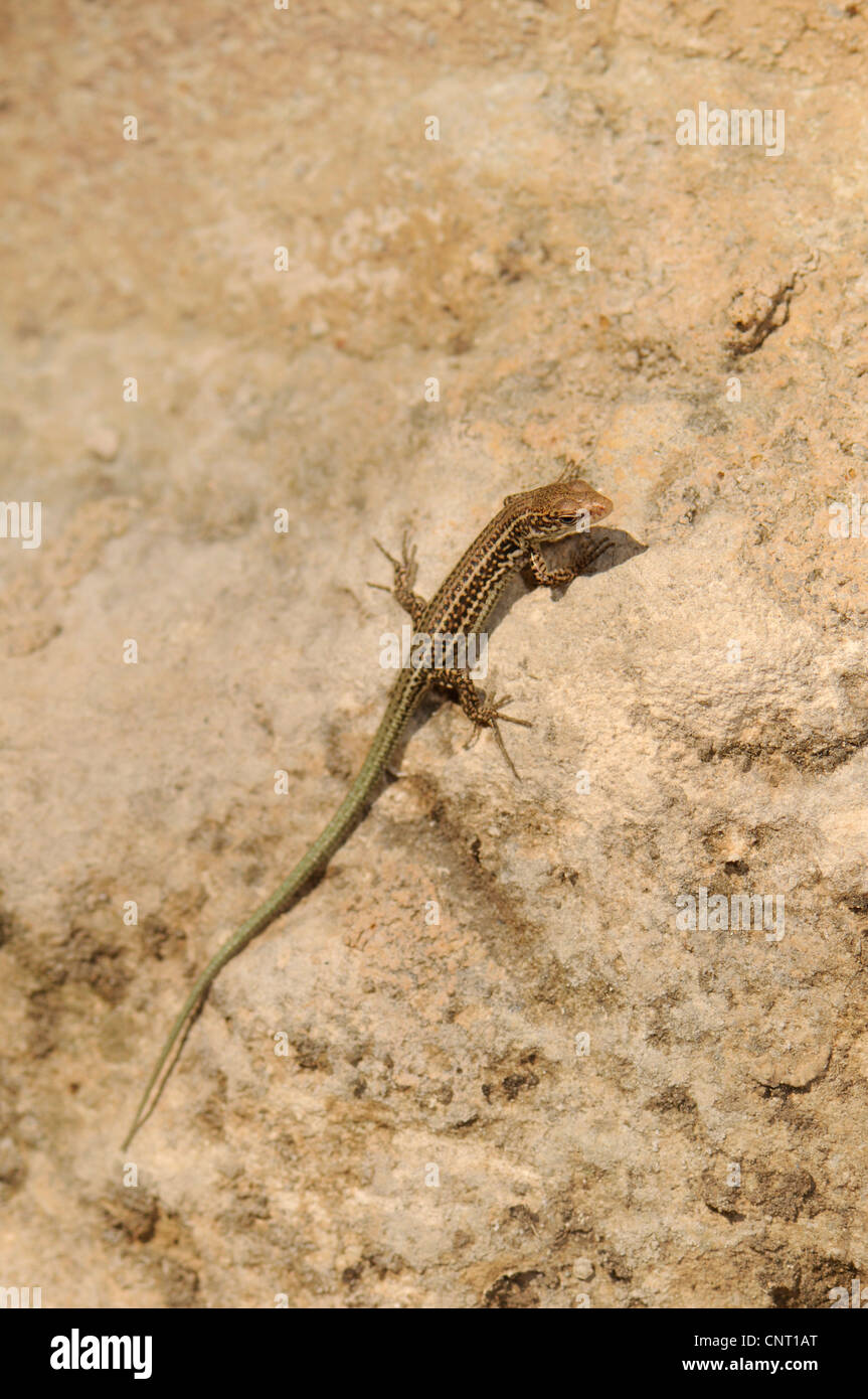 Podarcis cretensis hi-res stock photography and images - Alamy
