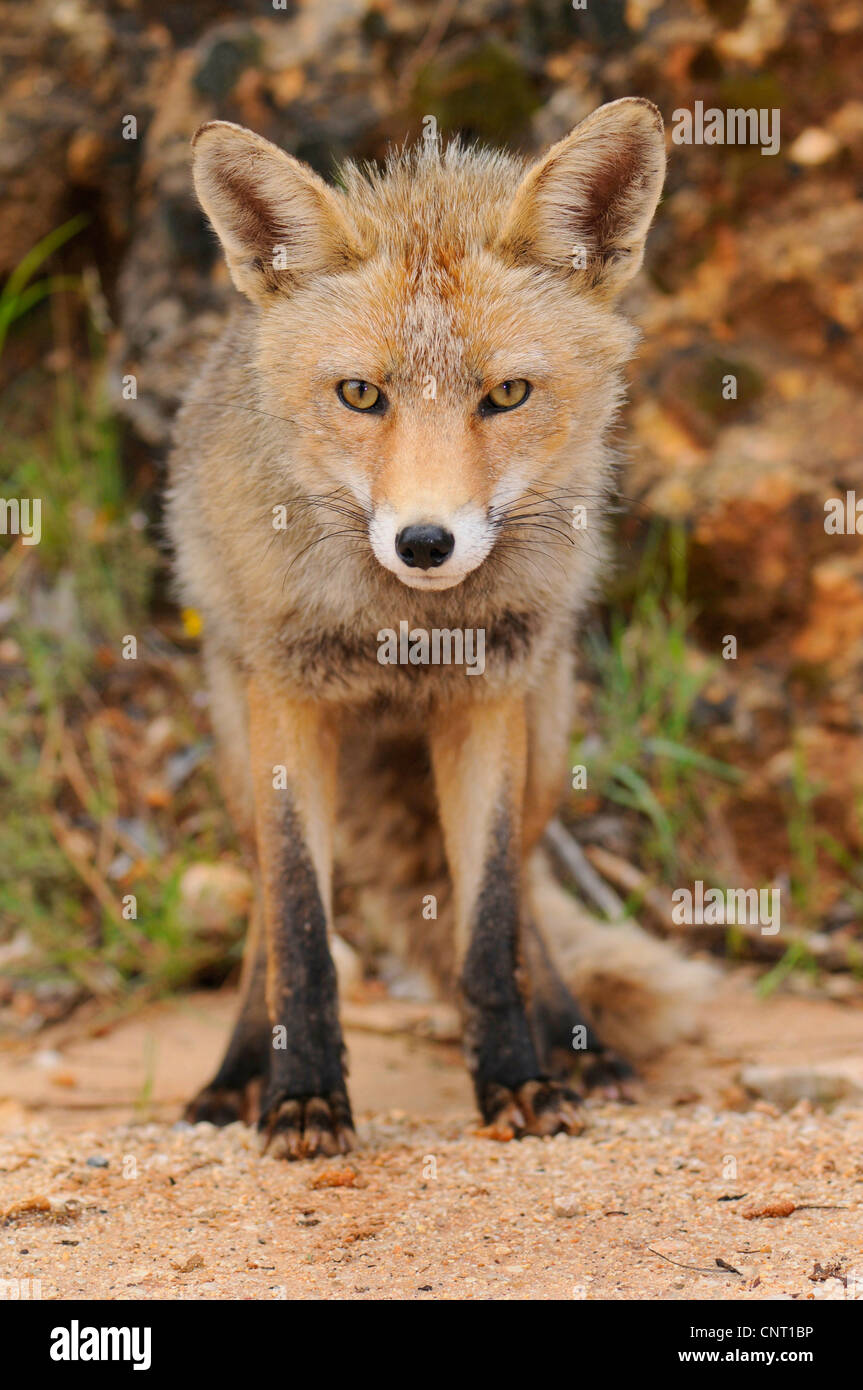 red fox (Vulpes vulpes), looks into camera, Spain, Andalusia, Naturpark ...