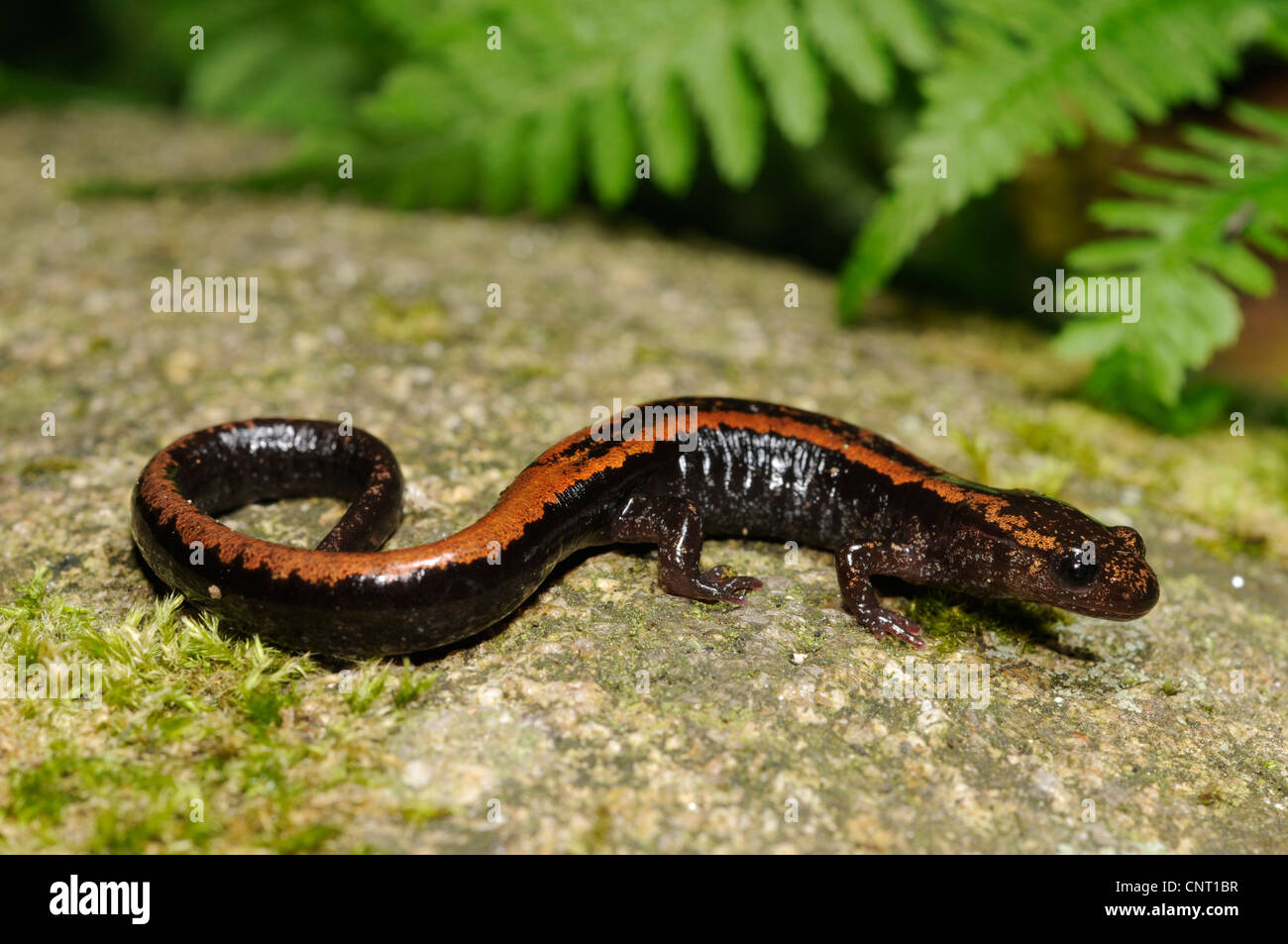 Gold striped salamander chioglossa lusitanica hi-res stock photography ...
