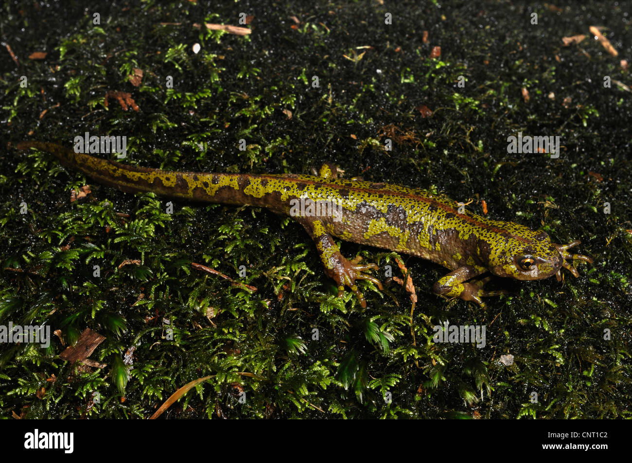 marbled newt (Triturus marmoratus), on moss, Spain, Galicia, Naturpark ...